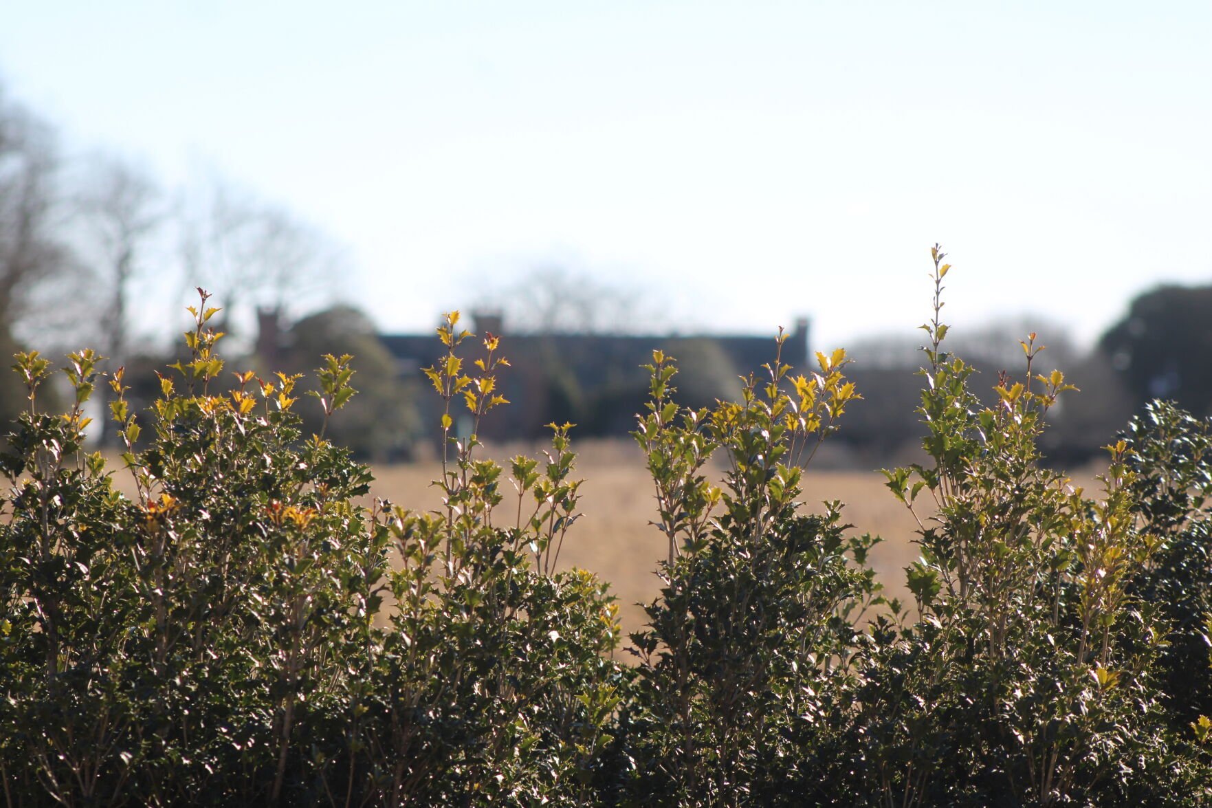 East Hampton Hedges on Enforcement of Decades-Old Easement in Further ...
