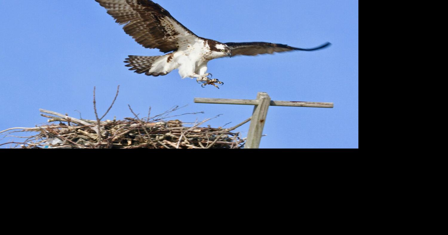 Osprey Continue Their Comeback; Still Face Threats | The East Hampton ...