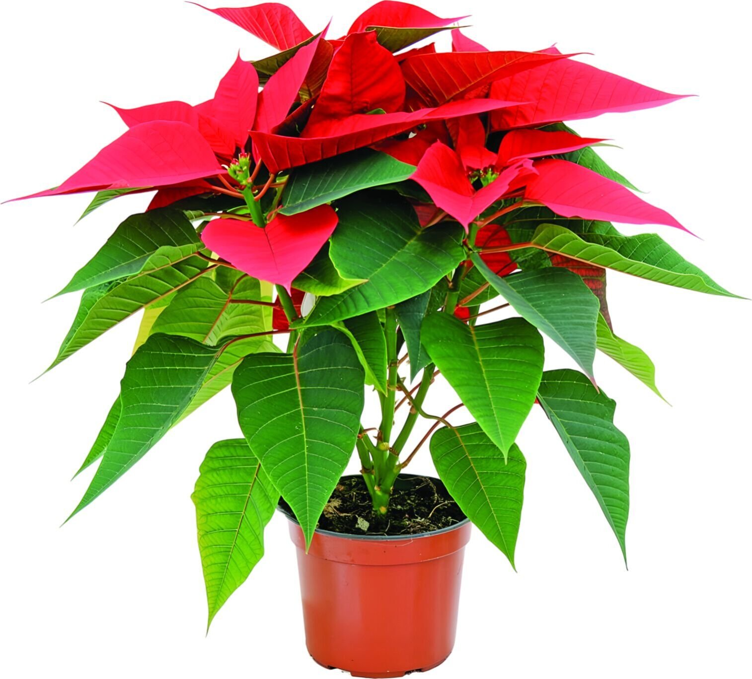 From Humble Weeds to Christmas Stars: The Legend of the Poinsettia ...