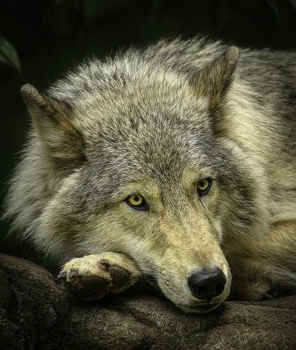 wolf looking over shoulder