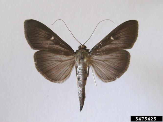Box Tree Moth Is New Invasive Threat to Boxwoods | Home & Garden ...