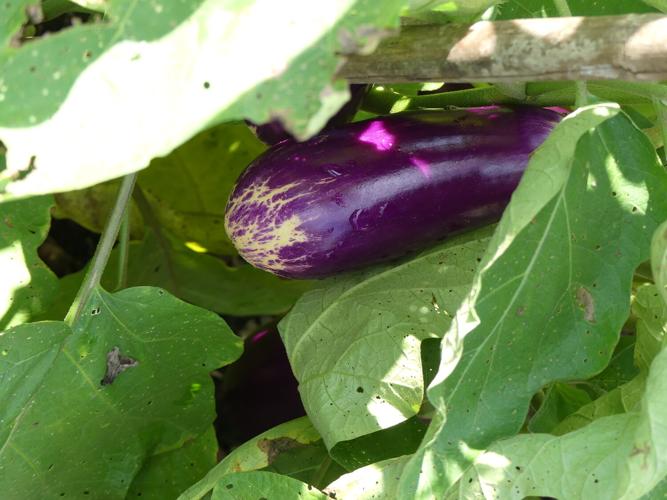 What To Know Before Growing Eggplant | Home & Garden | 27east.com