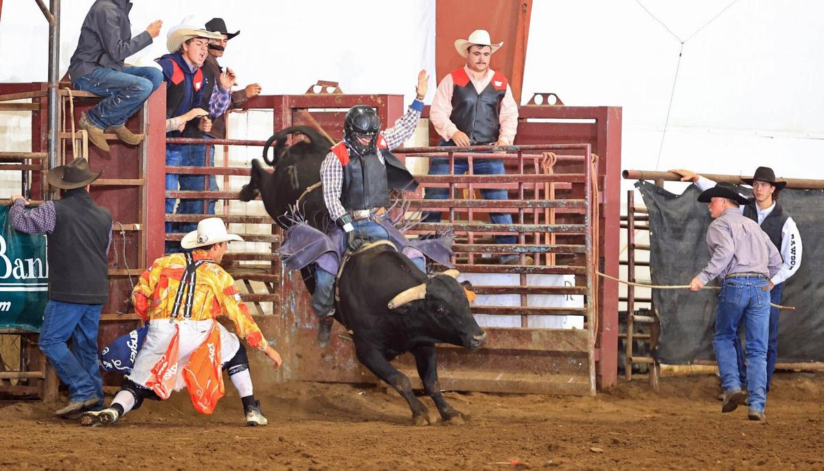 Montana Western cowboy Gavin Knutson relishes PBR chance