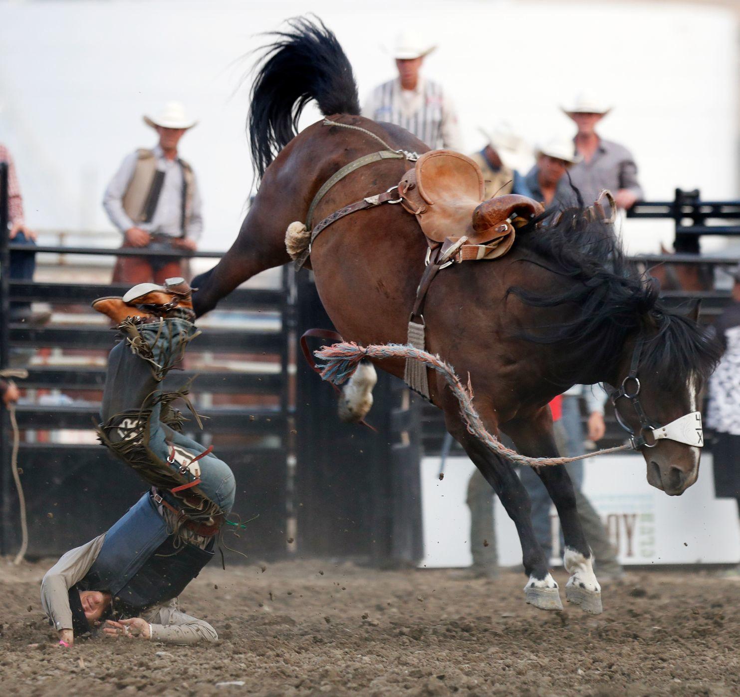 Stanford cowboy Luke Gee working split shift at Yellowstone Round-Up