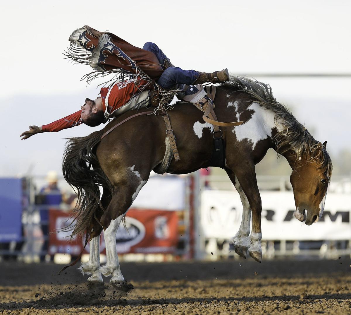 Montana cowboys showing well at Last Chance Stampede | Rodeo ...