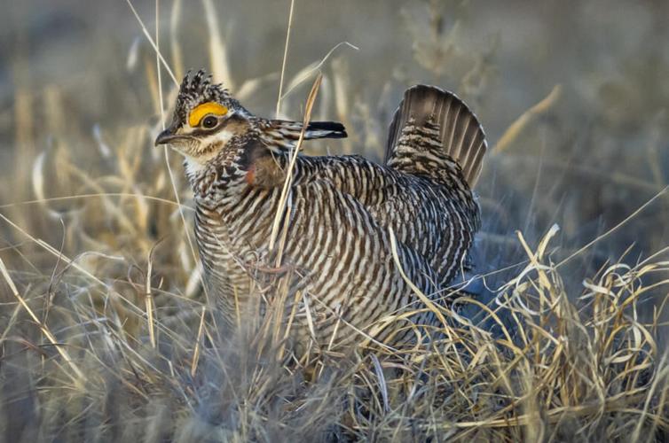 Lesser prairie chicken loses endangered species status | News ...