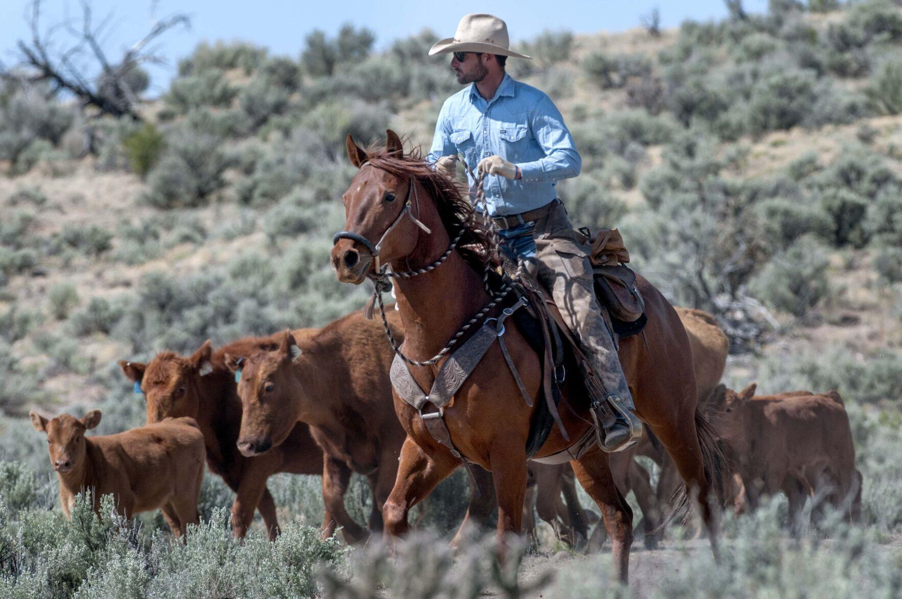 NM cattle ranchers fear 'demise' of industry | Local News | abqjournal.com