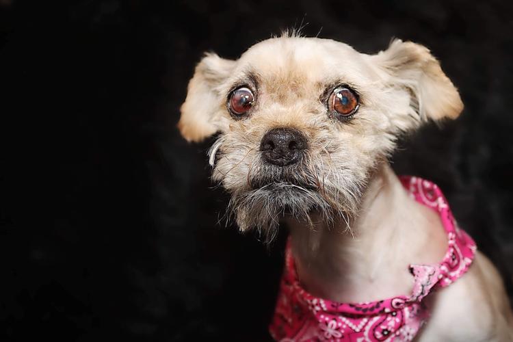 Rescue dogs like Mopsy need your help | Archives | abqjournal.com