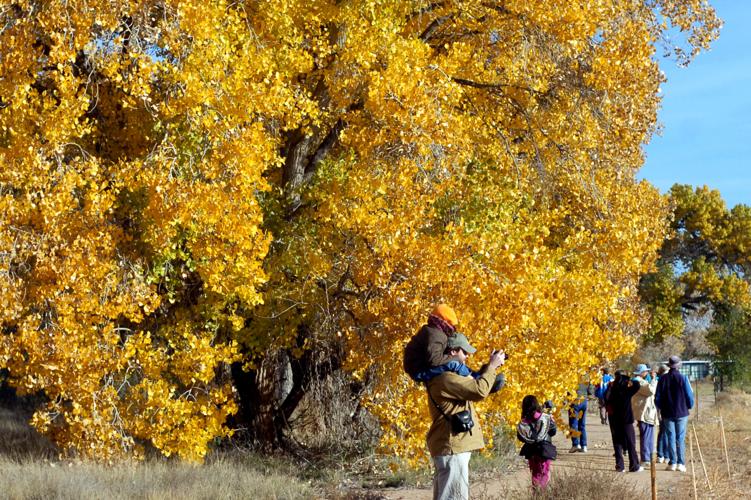 You don't have to stray far from ABQ to enjoy fall's foliage ...