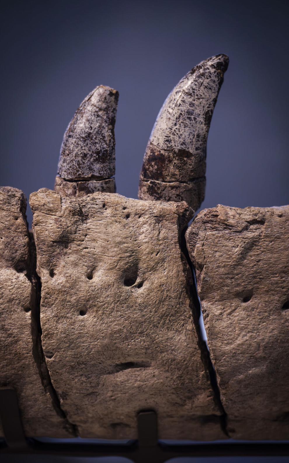 Tyrannosaurus mcraeensis unveiled at the Museum of Natural History ...