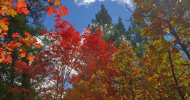 Bright and golden: The Albuquerque area offers plenty of places to ...