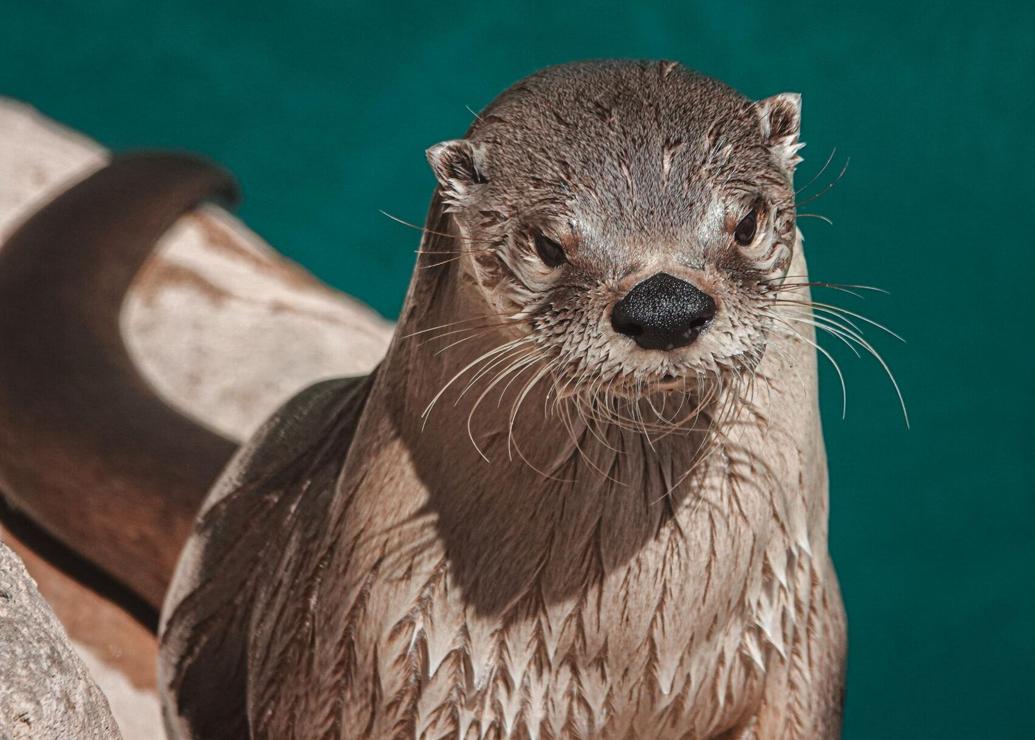 Otters, Memorial Day and The Pony Express: 7 events this week ...