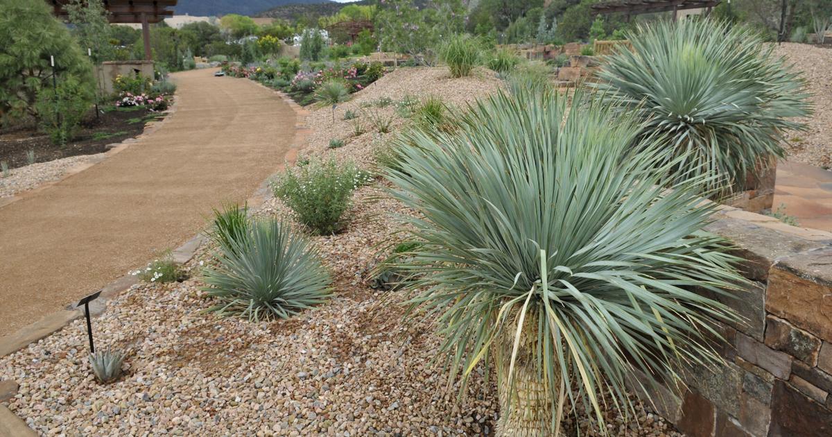5 Things To Know About The Yucca Plant The State Flower Of New Mexico Lifestyle