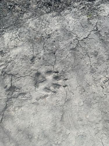 20240721-news-abq2alaska-wolfprint.jpg | | abqjournal.com