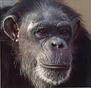 Almost 45 Alamogordo lab chimps were denied sanctuary in 2019. A ...