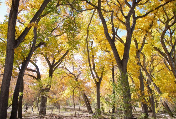 Bright and golden: The Albuquerque area offers plenty of places to ...