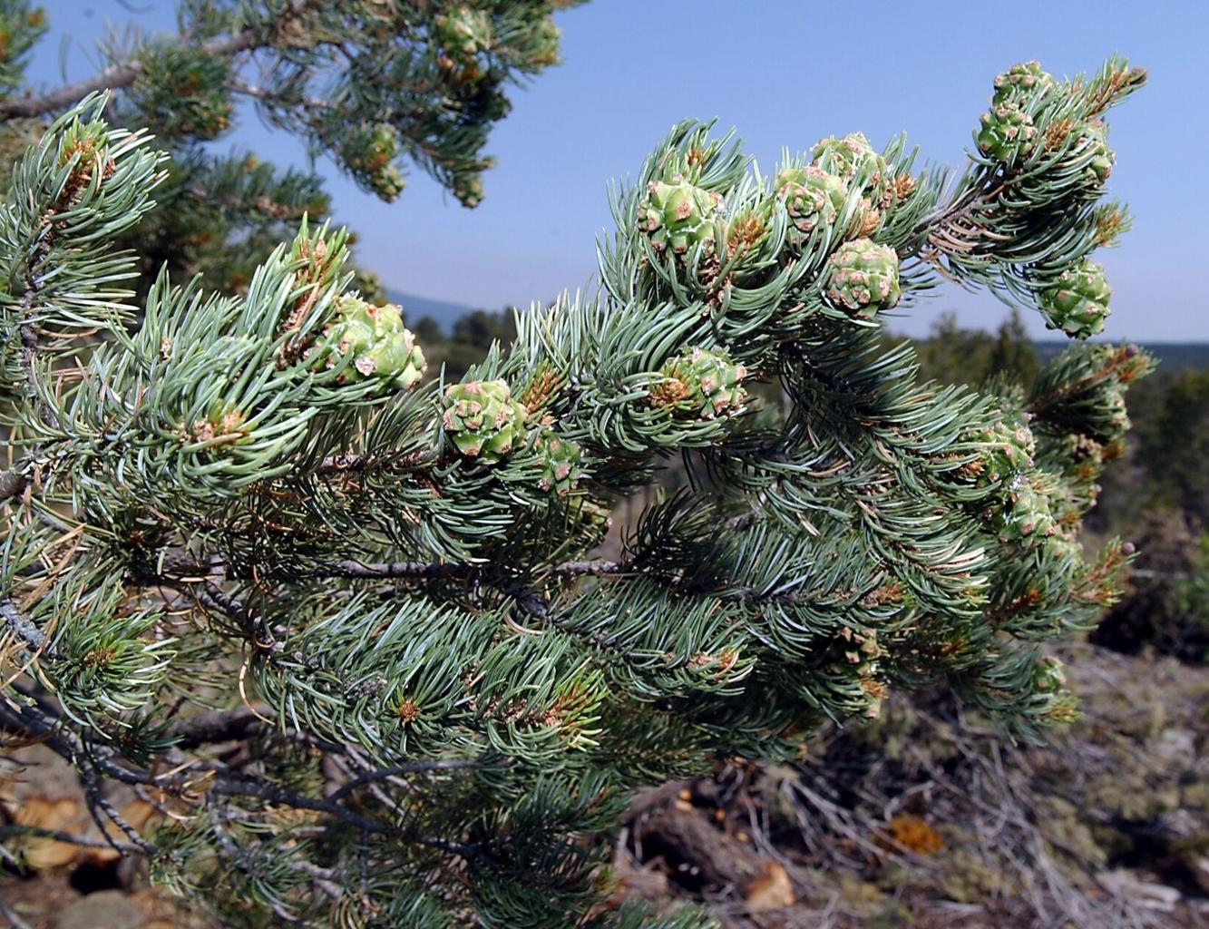 Steaming hot pictures of pinon coffee and the trees it grows on ...