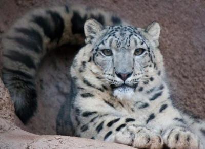 Zoo's older snow leopard, Azeo, found dead | Local News | abqjournal.com