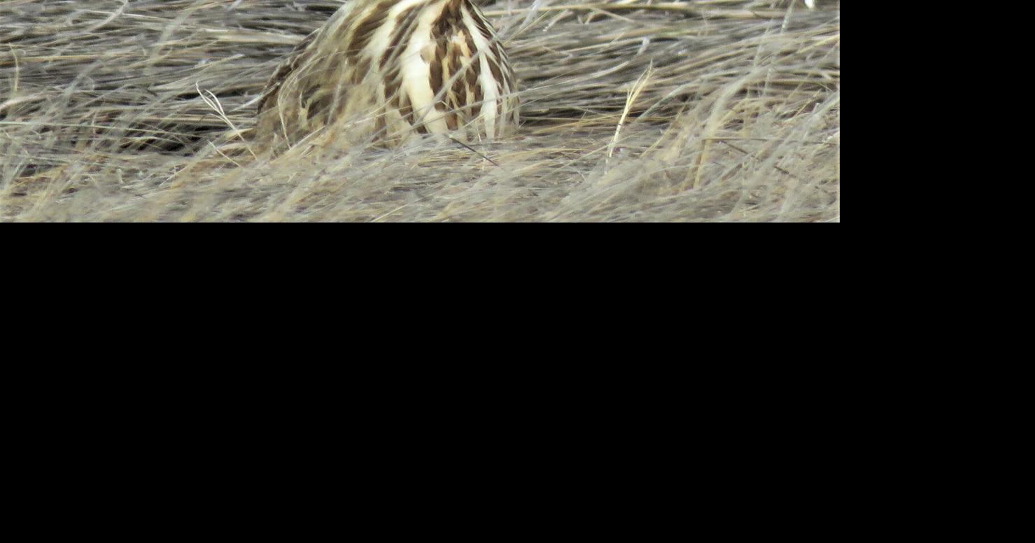Elusive American Bittern spotted at Capaum Pond | Lifestyle | ack.net