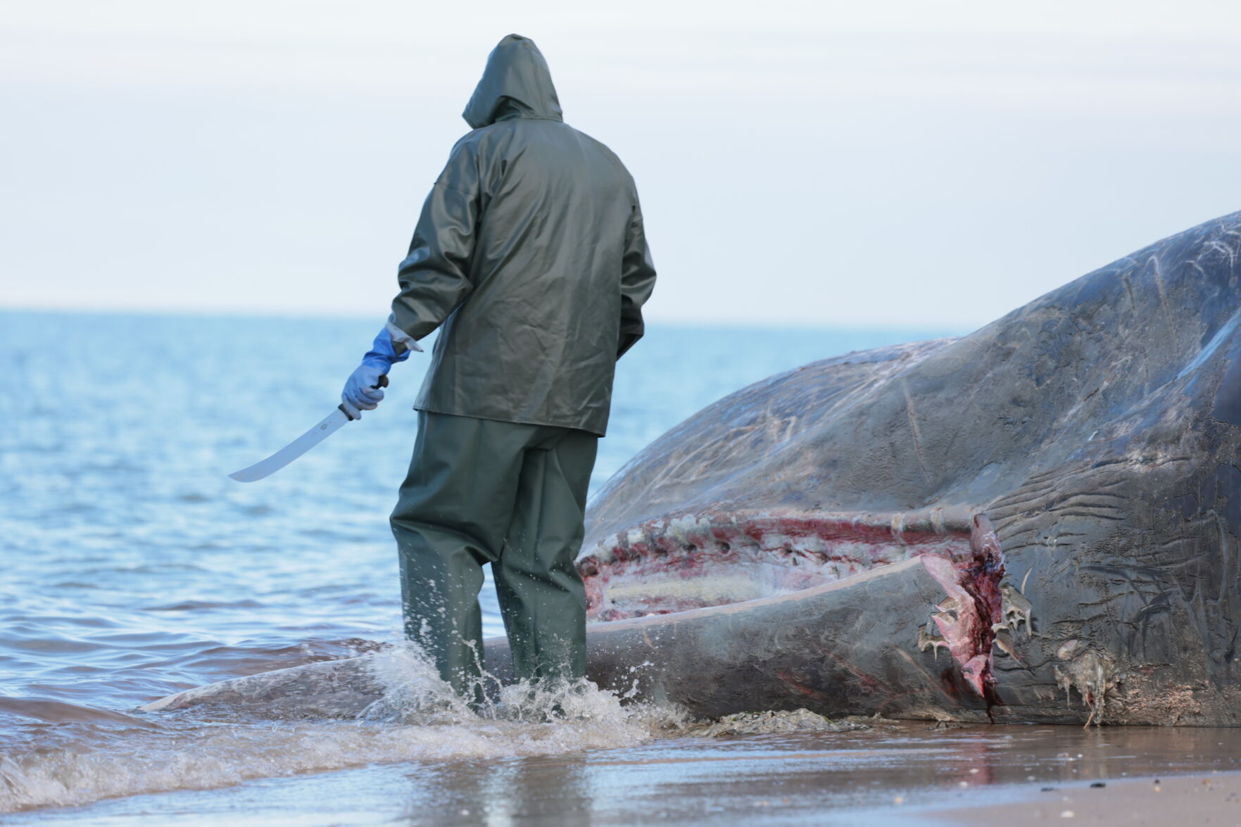 Lower jaw removed from sperm whale, plans afoot to move behemoth from ...
