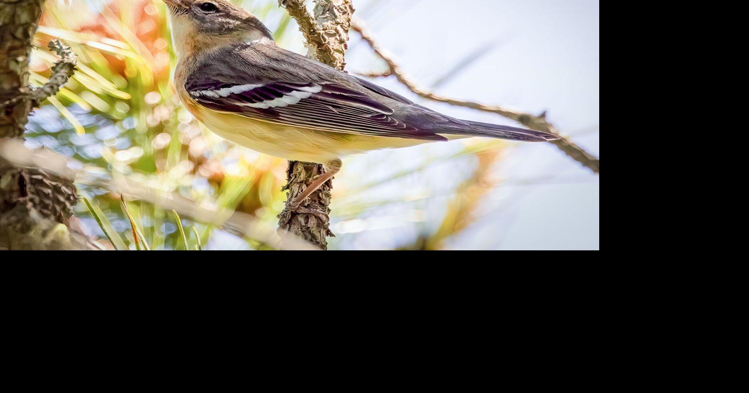 Bay-breasted Warbler spotted near Massasoit Bridge | Lifestyle | ack.net