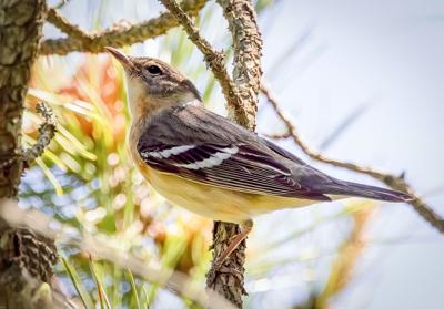 Bay-breasted Warbler spotted near Massasoit Bridge | Lifestyle | ack.net
