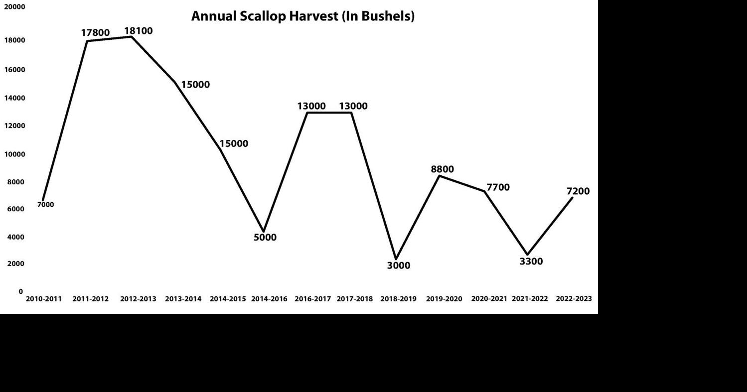 Scallop catch doubles 2022 harvest, but still under 10,000 bushels ...