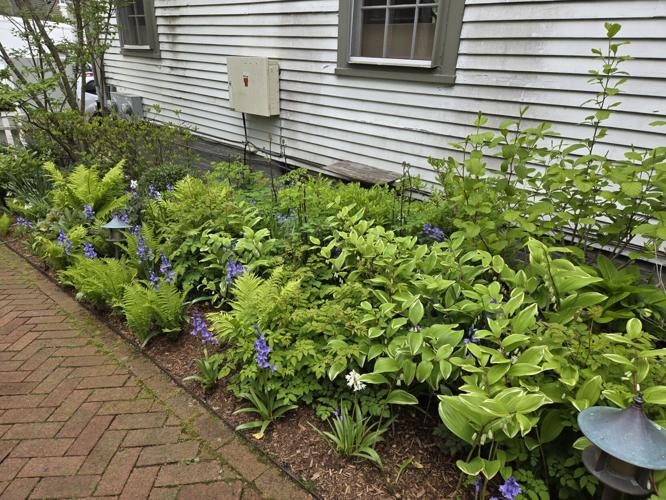 Perennial plants for dry shade | Lifestyle | ack.net