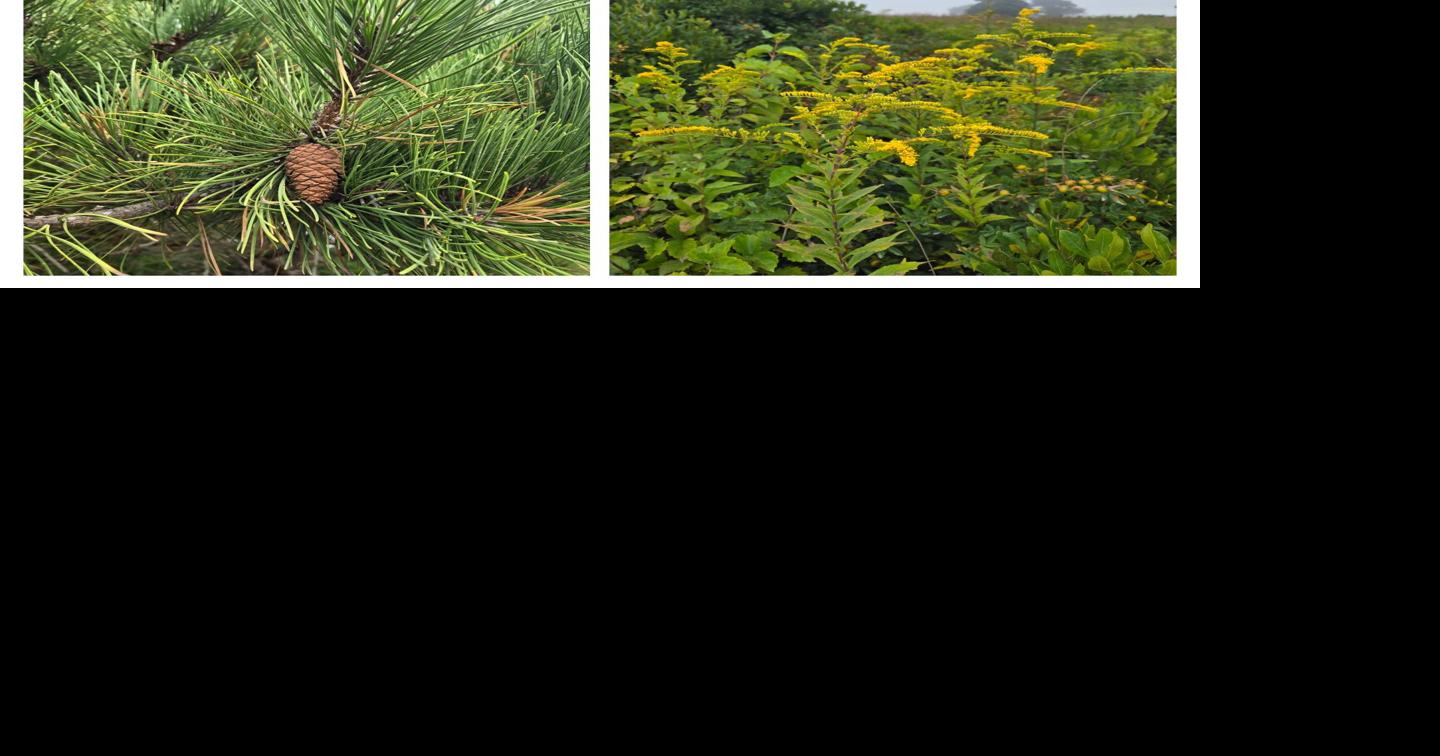 Chow time: Native edible plants in your landscape | Lifestyle | ack.net