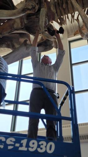 Smithsonian: High-school whale skeleton could be rare hybrid | News ...