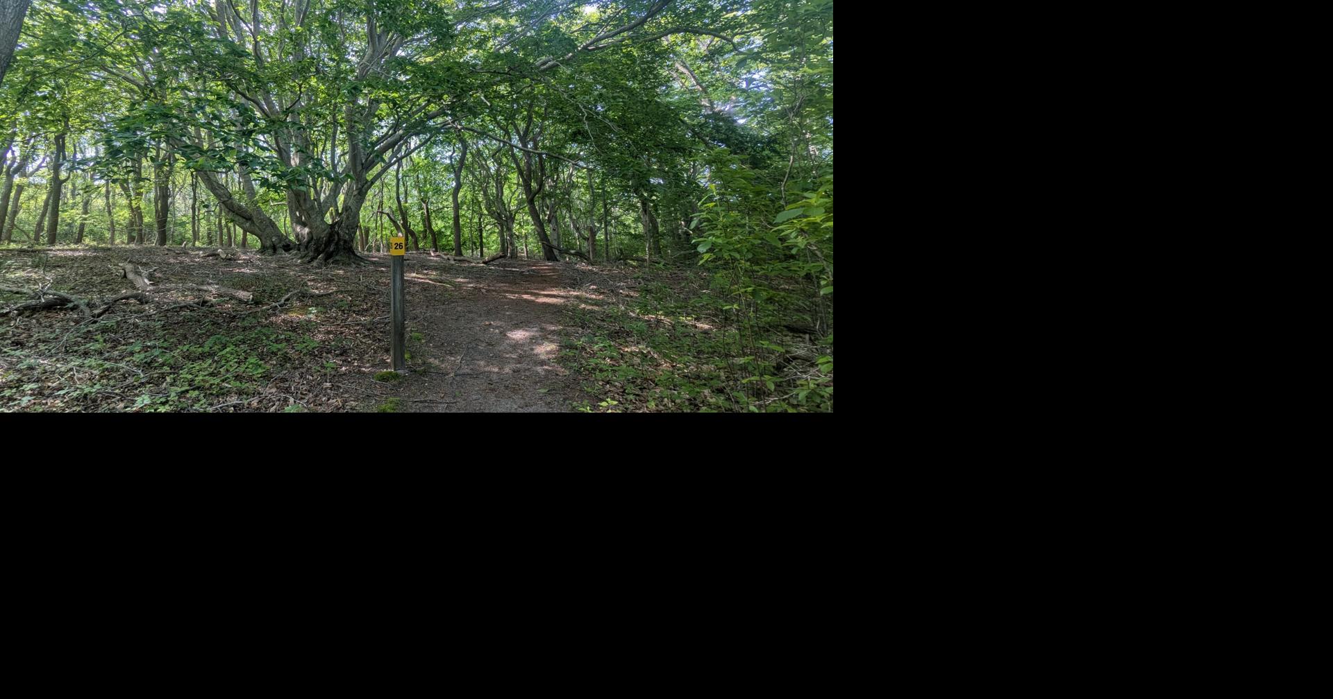 Walk with Neil: Squam Swamp | Environment | ack.net