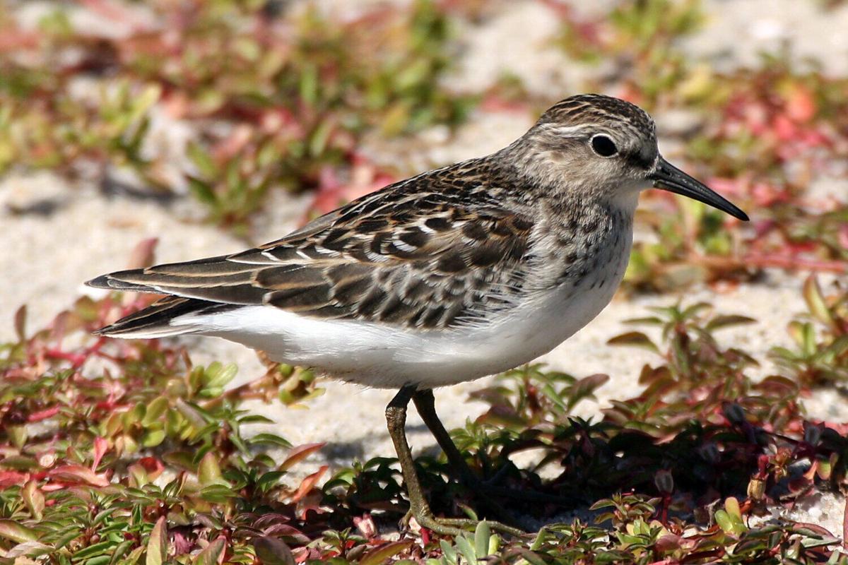 least sandpiper