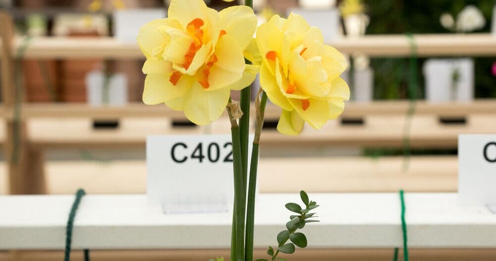 Daffodil Flower Show returns to Bartlett’s April 27 and 28 | Lifestyle ...
