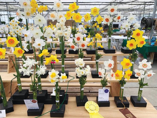 2022 Daffodil Flower Show Winners | Lifestyle | ack.net