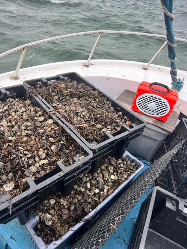 Red Flag Day: Commercial scalloping halted for massive seed move ...