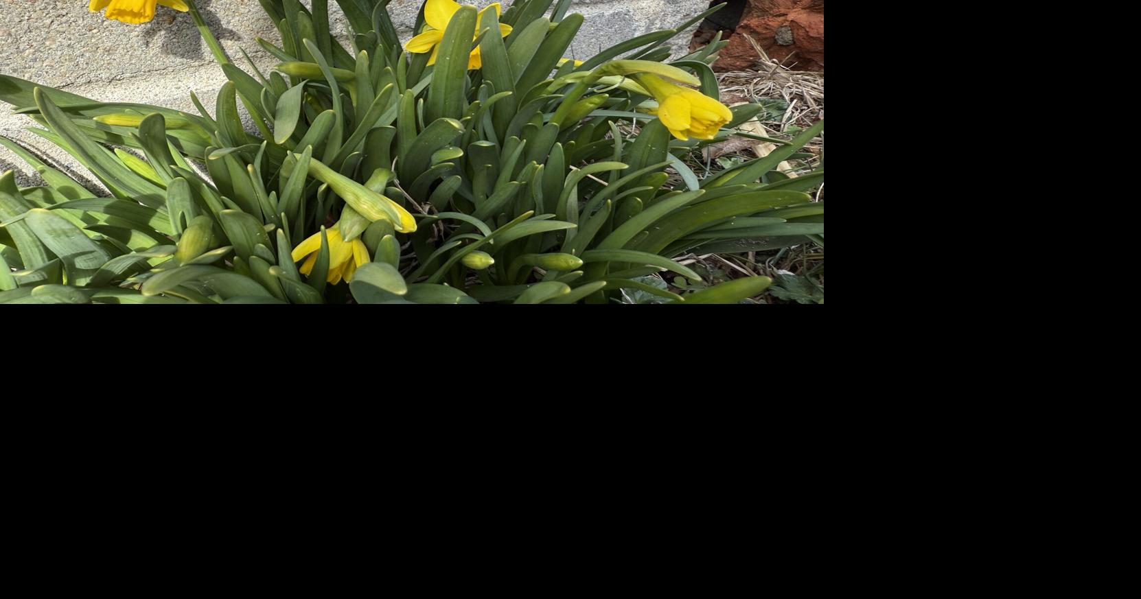 Signs of Spring Nantucket | News | ack.net