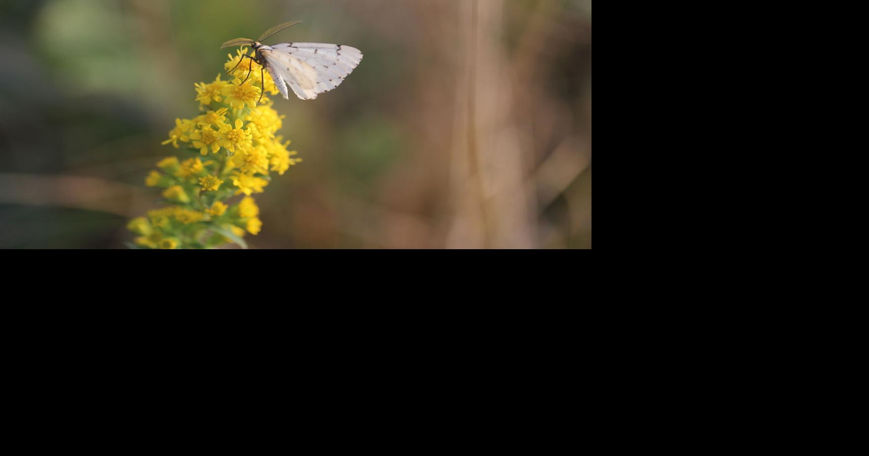 September splendor in the Middle Moors | Environment | ack.net