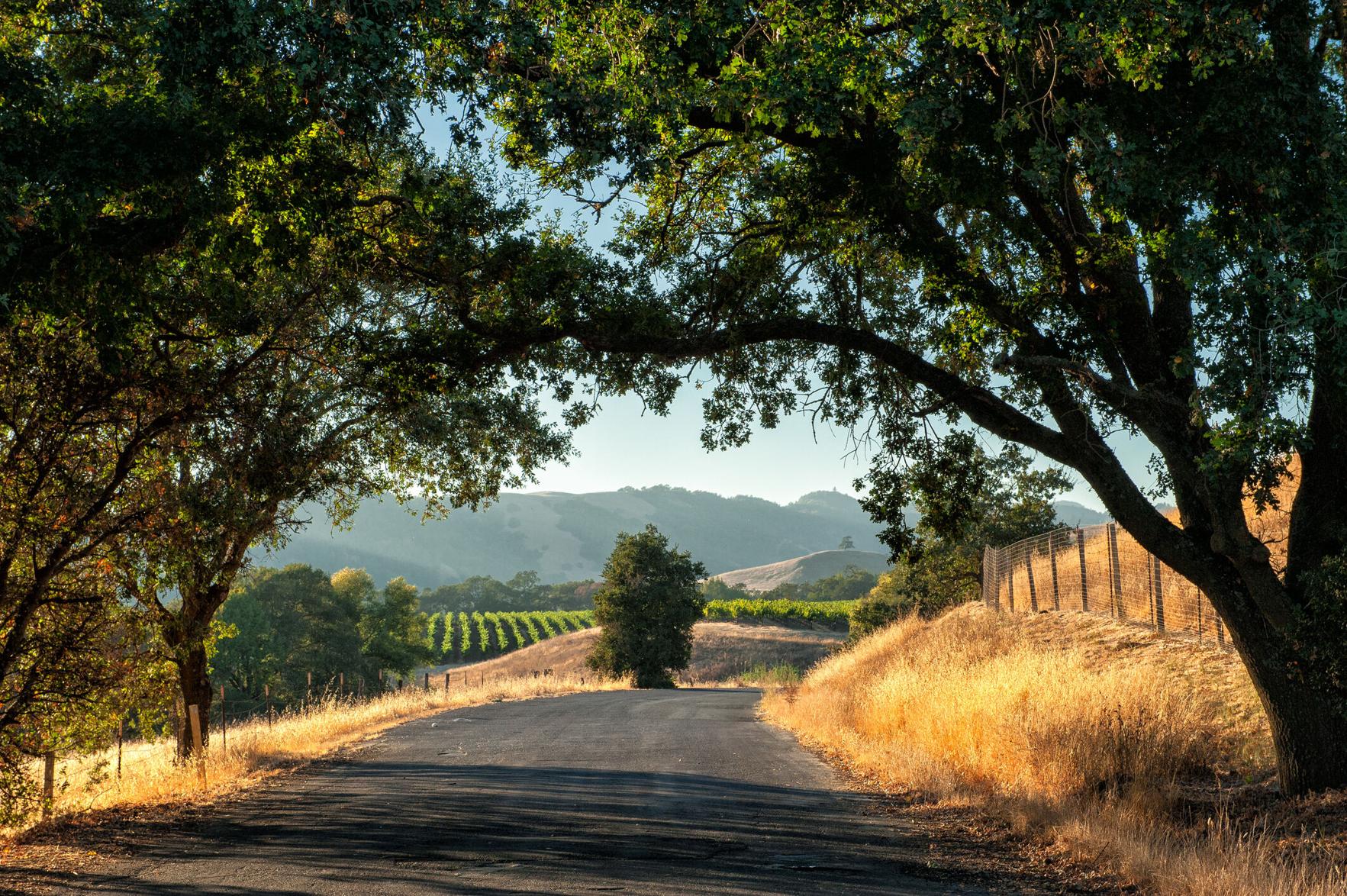The Noble Grape: Chardonnay, the queen who rules the world | Eat ...