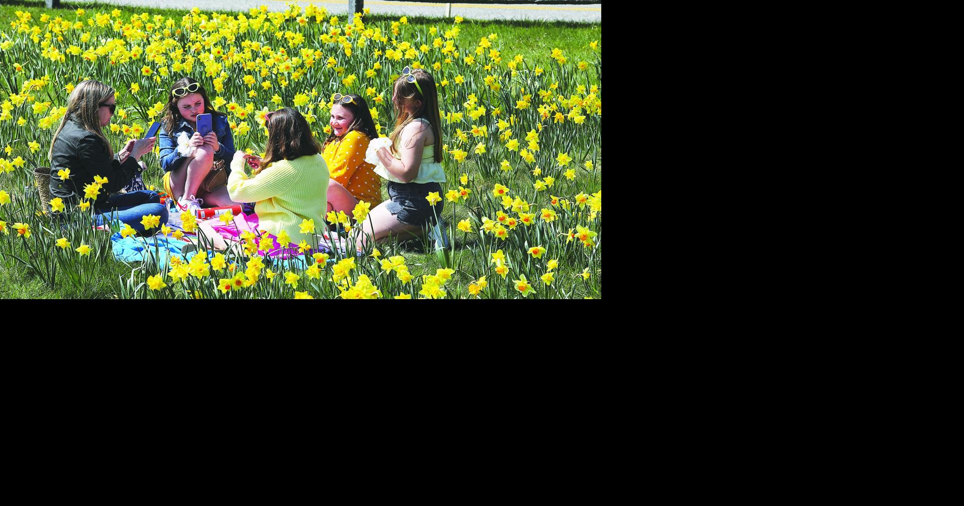 How new daffodils are born | Lifestyle | ack.net