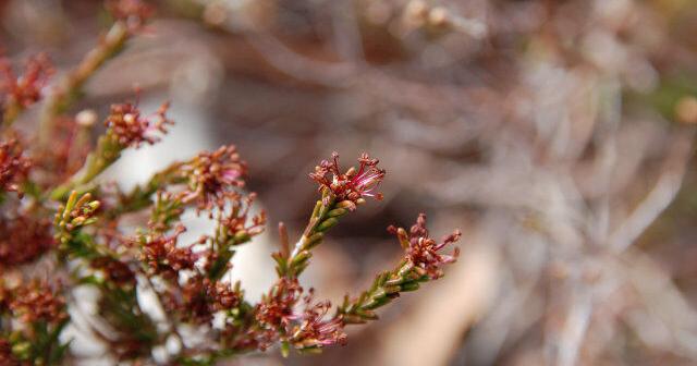 Broom Crowberry, Nantucket's first native flower of spring ...