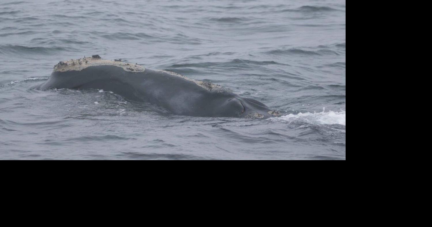 Season’s first North Atlantic right whales spotted in Cape Cod Bay ...