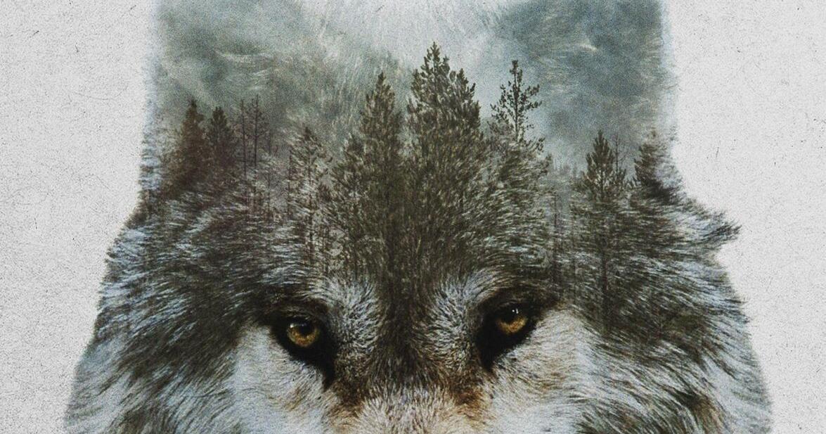 More in common than we think? "The Wisdom of Wolves" | Lifestyle | ack.net