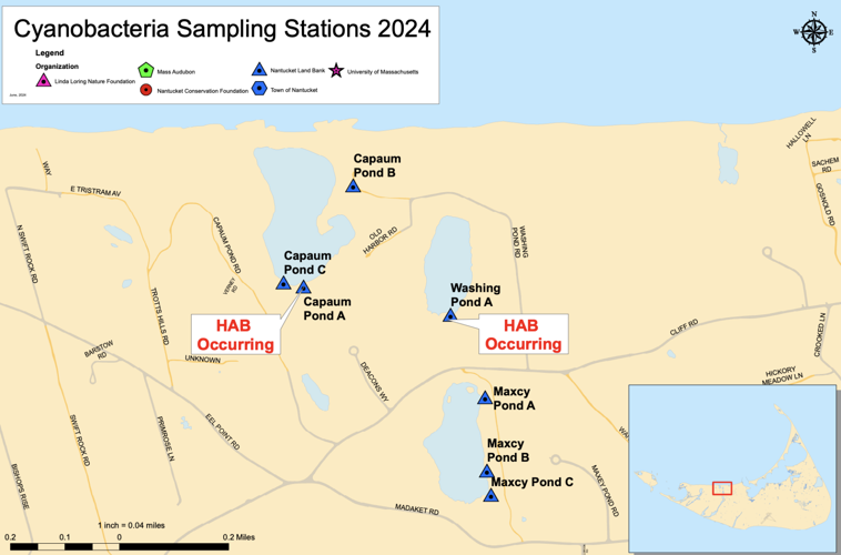 Harmful algae blooms in six island ponds | Environment | ack.net