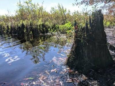 ConCom finally passes updated wetland regulatons | Environment | ack.net