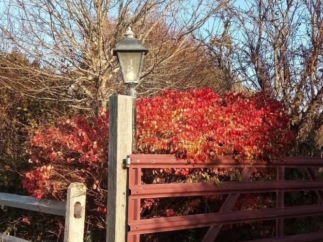 Autumn Splendor II Readers’ Gallery | Photo Galleries | ack.net