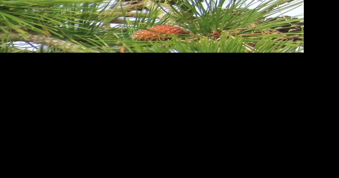 Scarlet Tanager surprises birders in Wauwinet | Lifestyle | ack.net