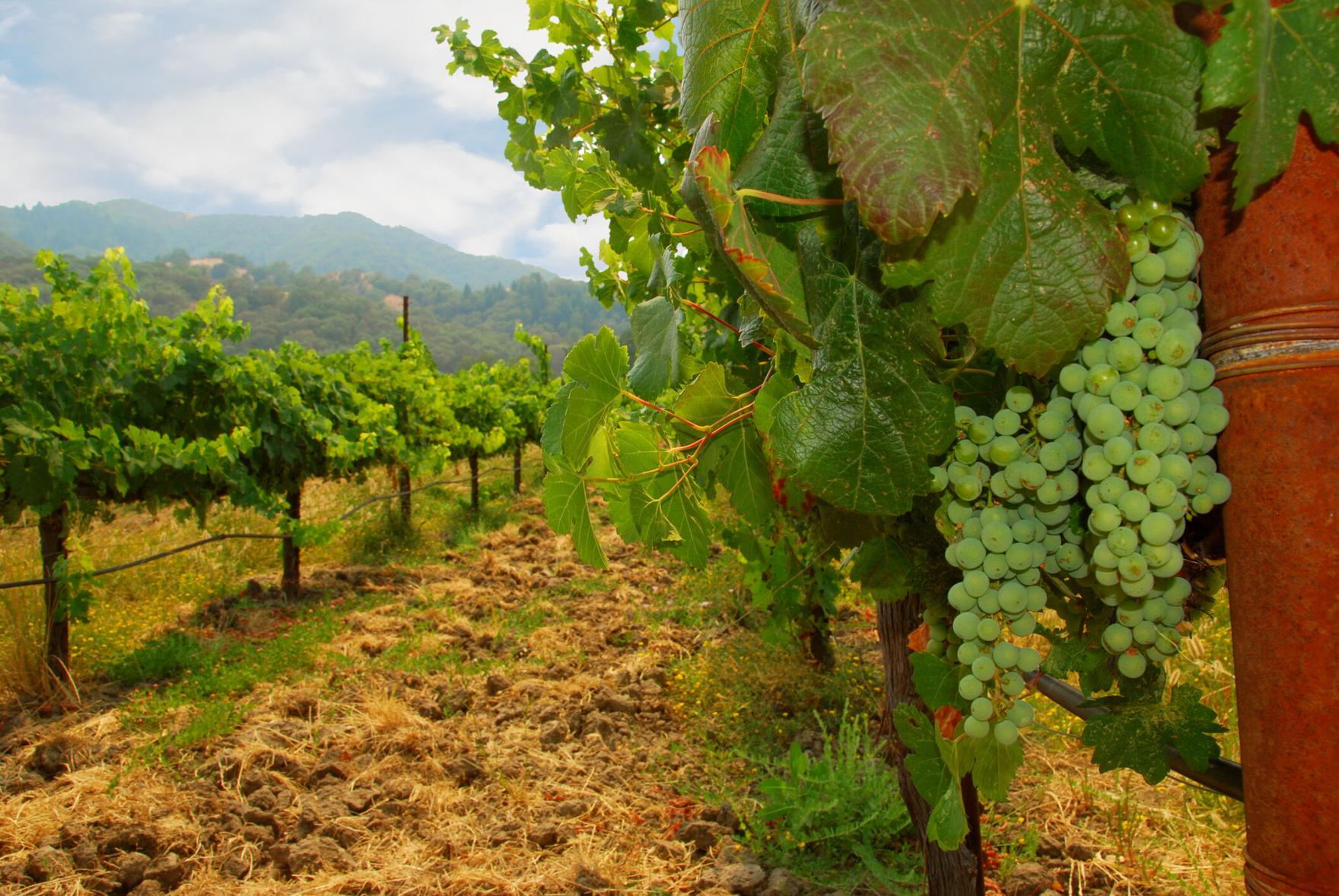 Sauvignon Blanc: Freshness, a fruity funk and the pefect summer glass ...