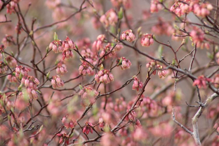 A Middle Moors respite at the start of summer | Environment | ack.net