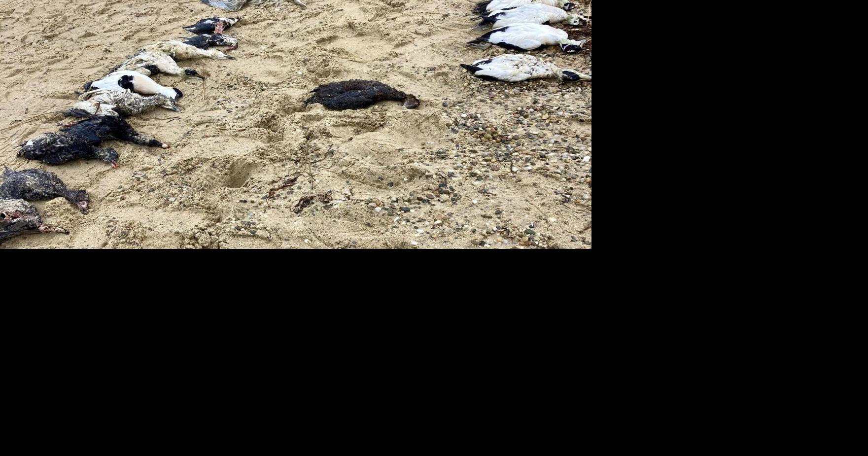 Bird deaths across region spur avian flu concerns | Biology | ack.net