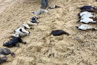 Bird deaths across region spur avian flu concerns | Biology | ack.net